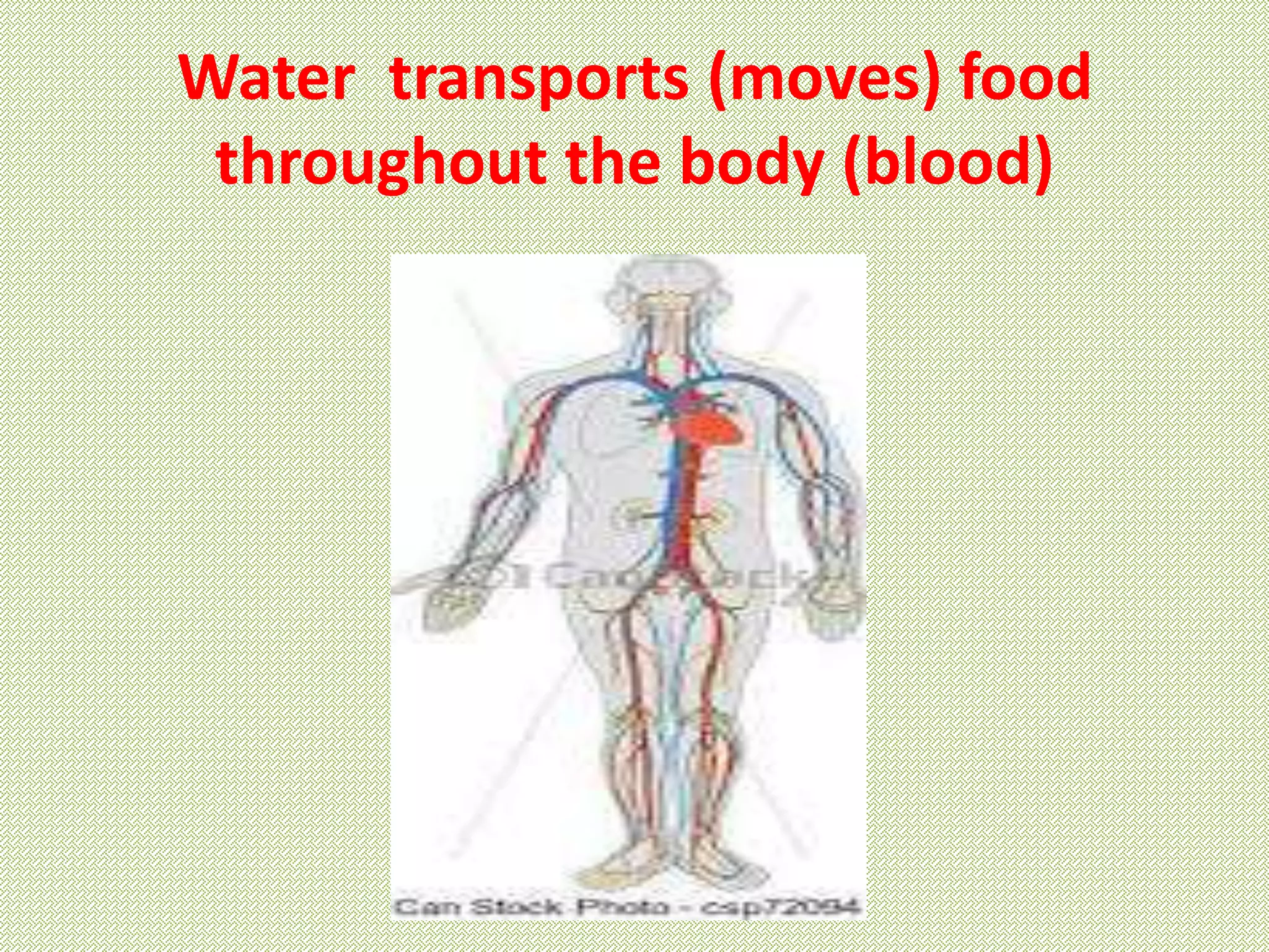 Living things and their needs | PPTX