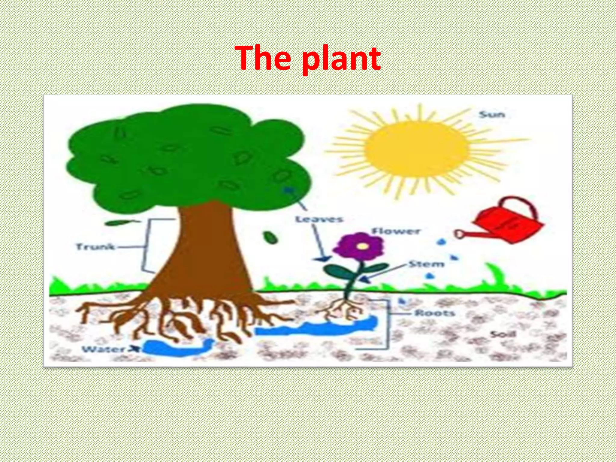 Living things and their needs | PPTX