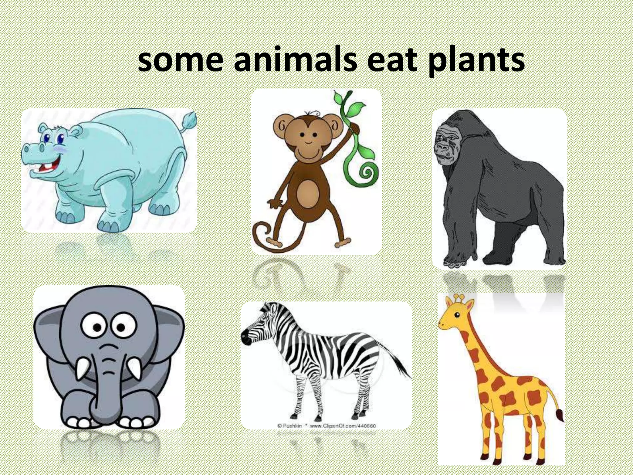 Living things and their needs | PPTX