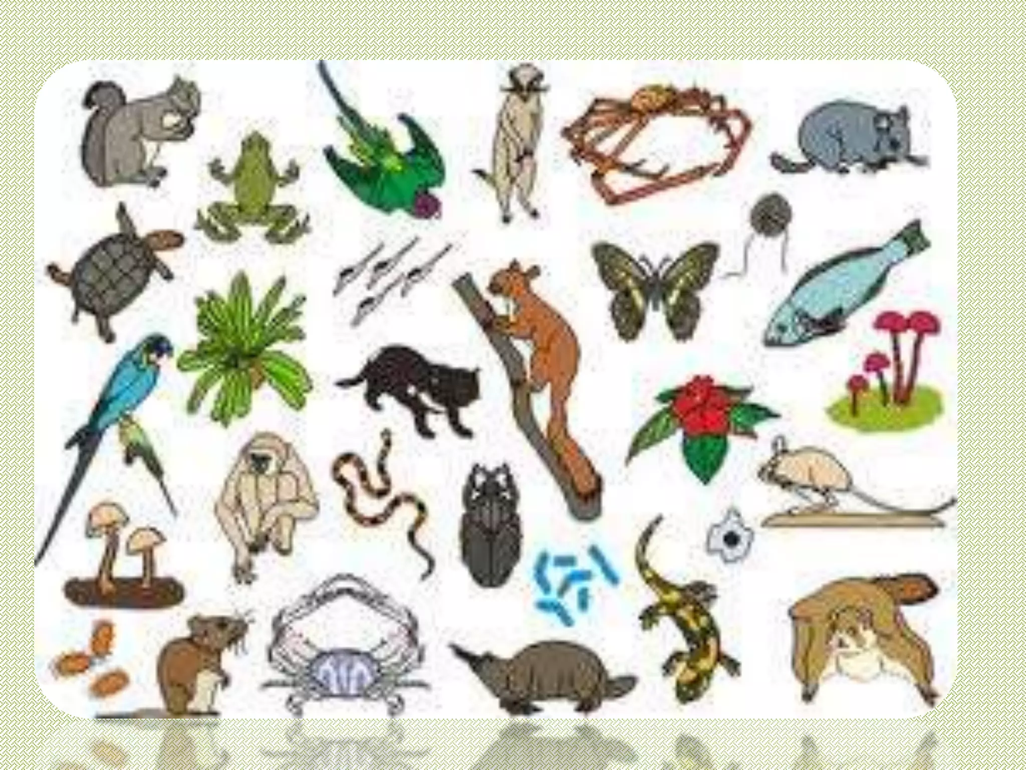 Living things and their needs | PPTX