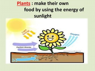 Living things and their needs | PPTX