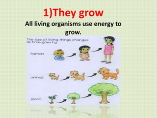 Living things and their needs | PPTX