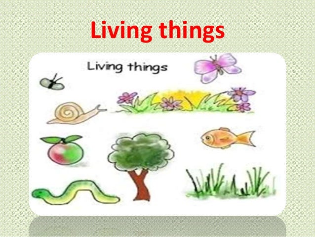 Living things and their needs wiki