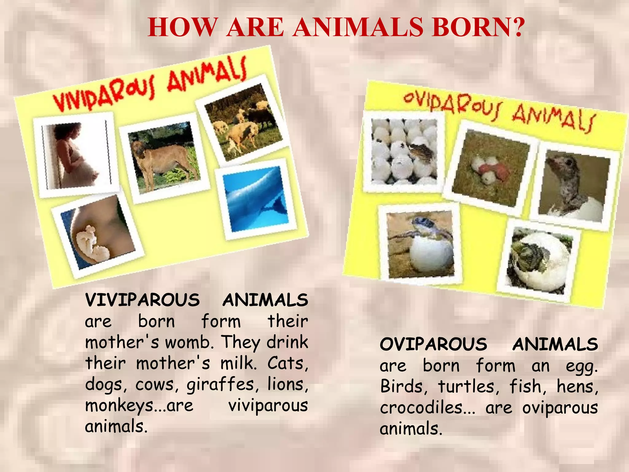 LIVING THINGS: ANIMALS | PPT