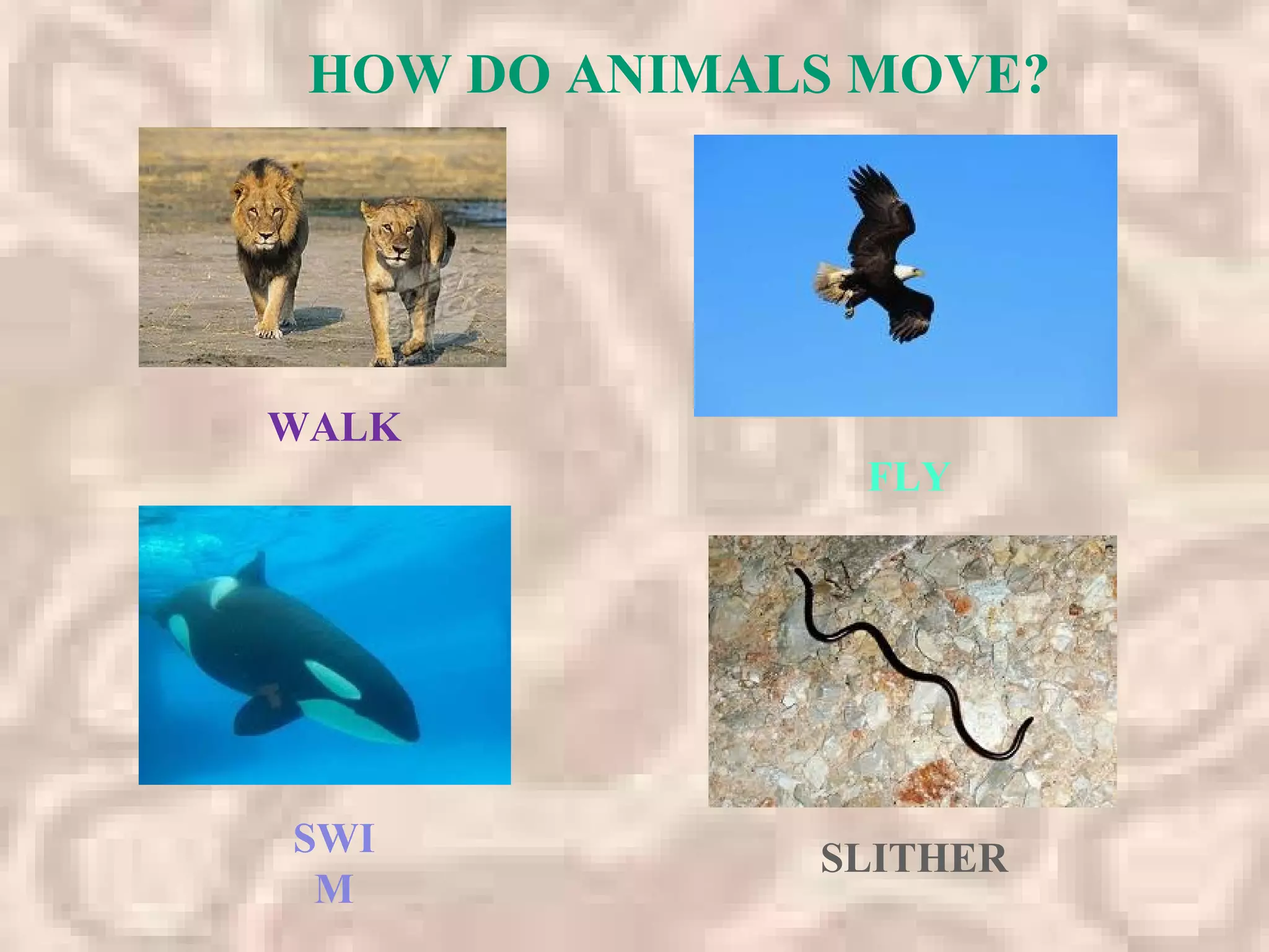 LIVING THINGS: ANIMALS | PPT