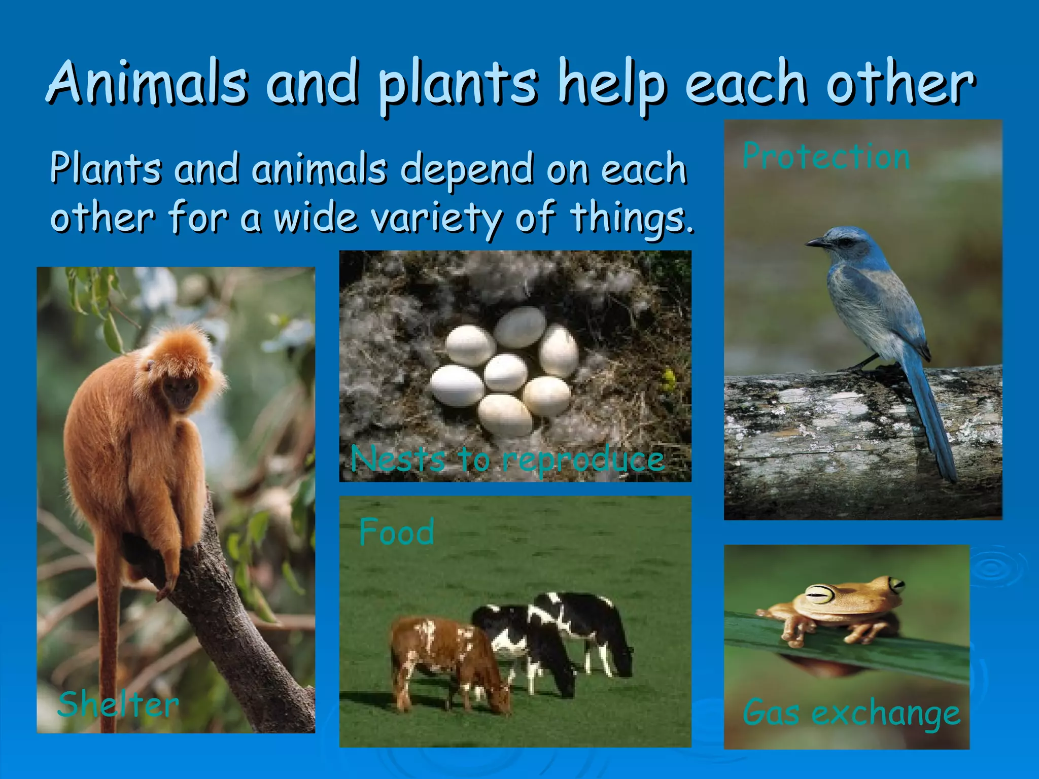 LIVING THINGS: ANIMALS | PPT