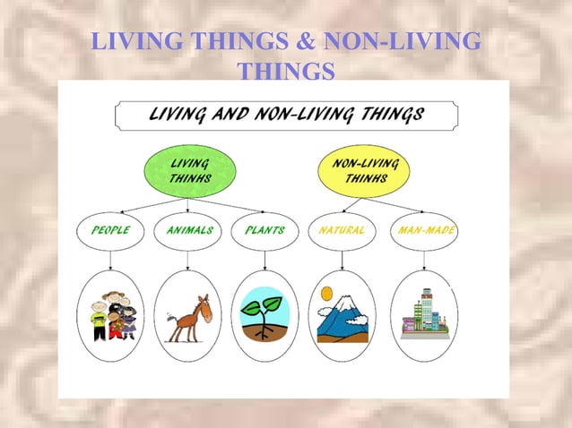 LIVING THINGS: ANIMALS | PPT