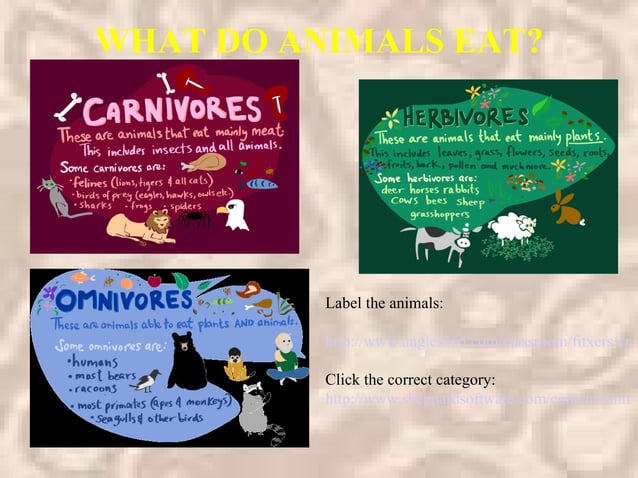 LIVING THINGS: ANIMALS | PPT