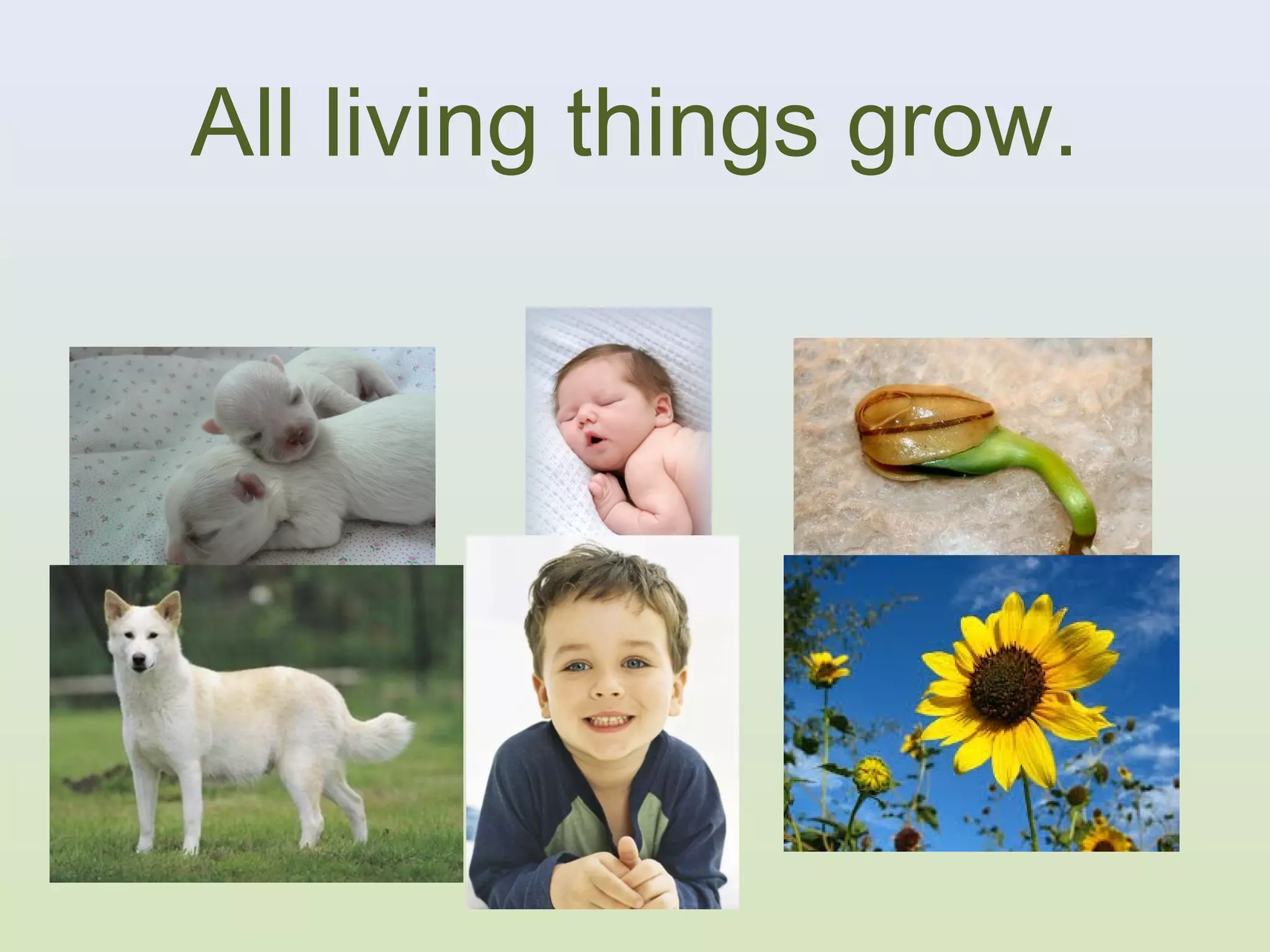 Living things are born, grow and die | PPT
