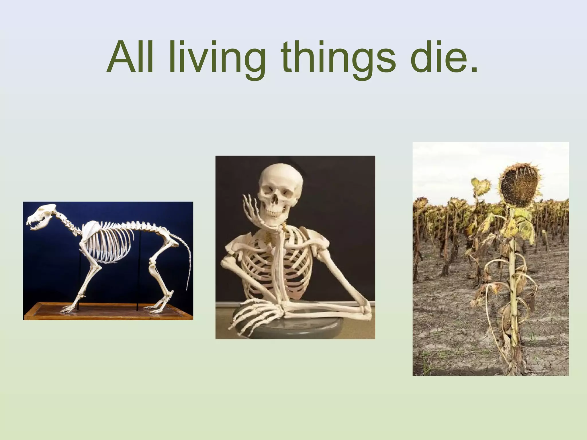 Living things are born, grow and die | PPT