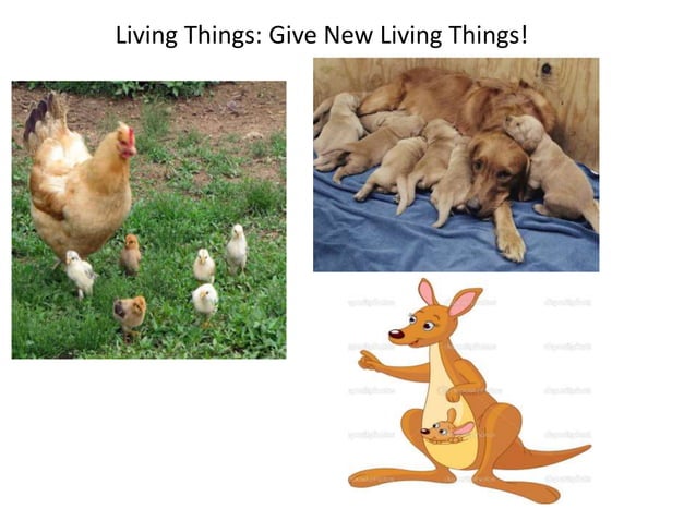 Living things grow and change | PPTX