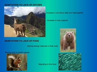 Living things in their environment | PPT