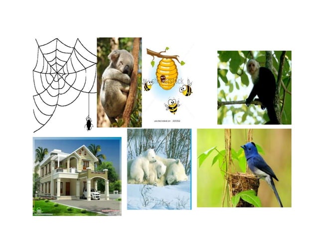 Living things needs1 | PPT