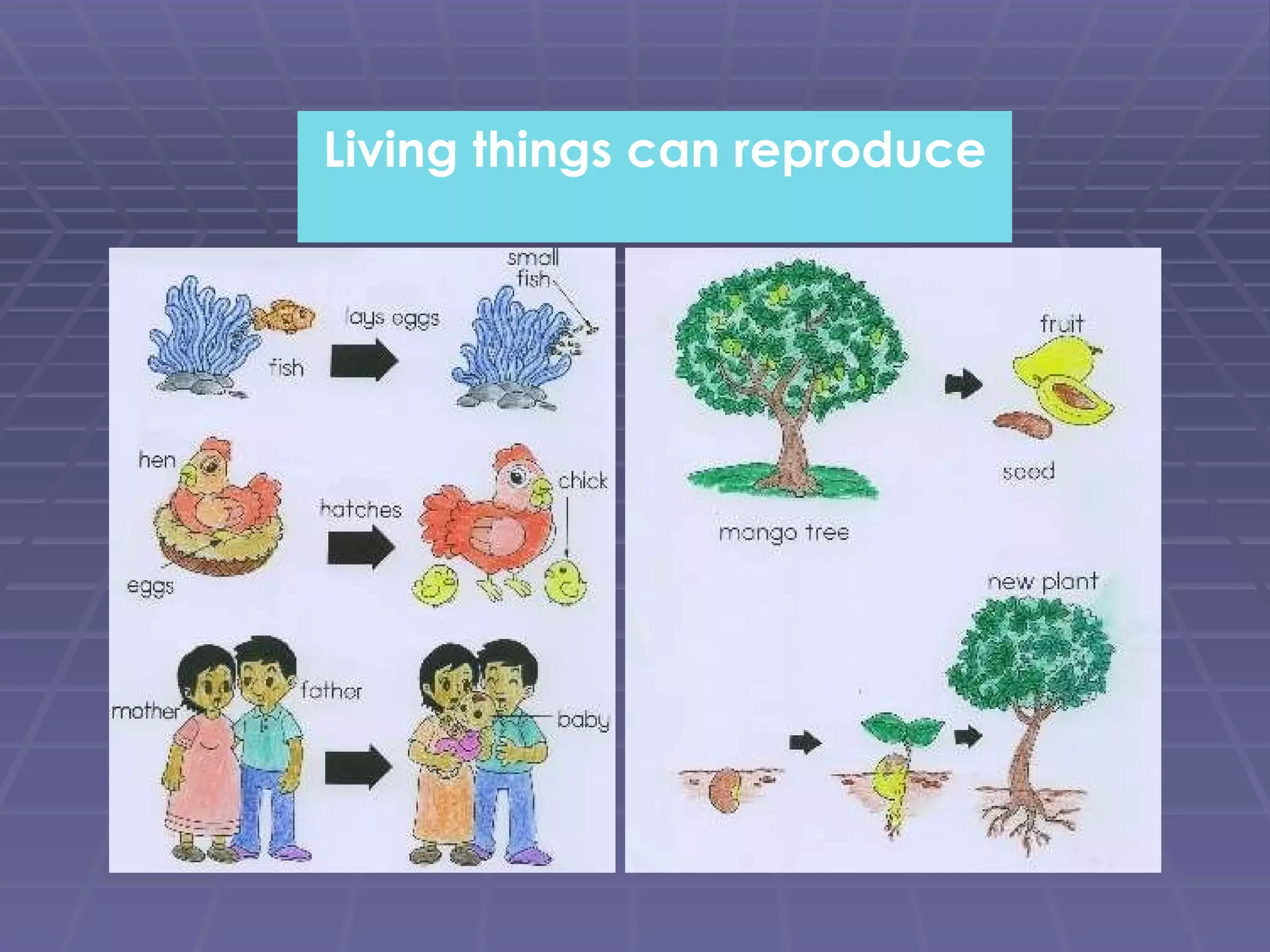 Living things & non living things | PPT