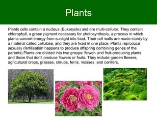 Living things classification | PPT
