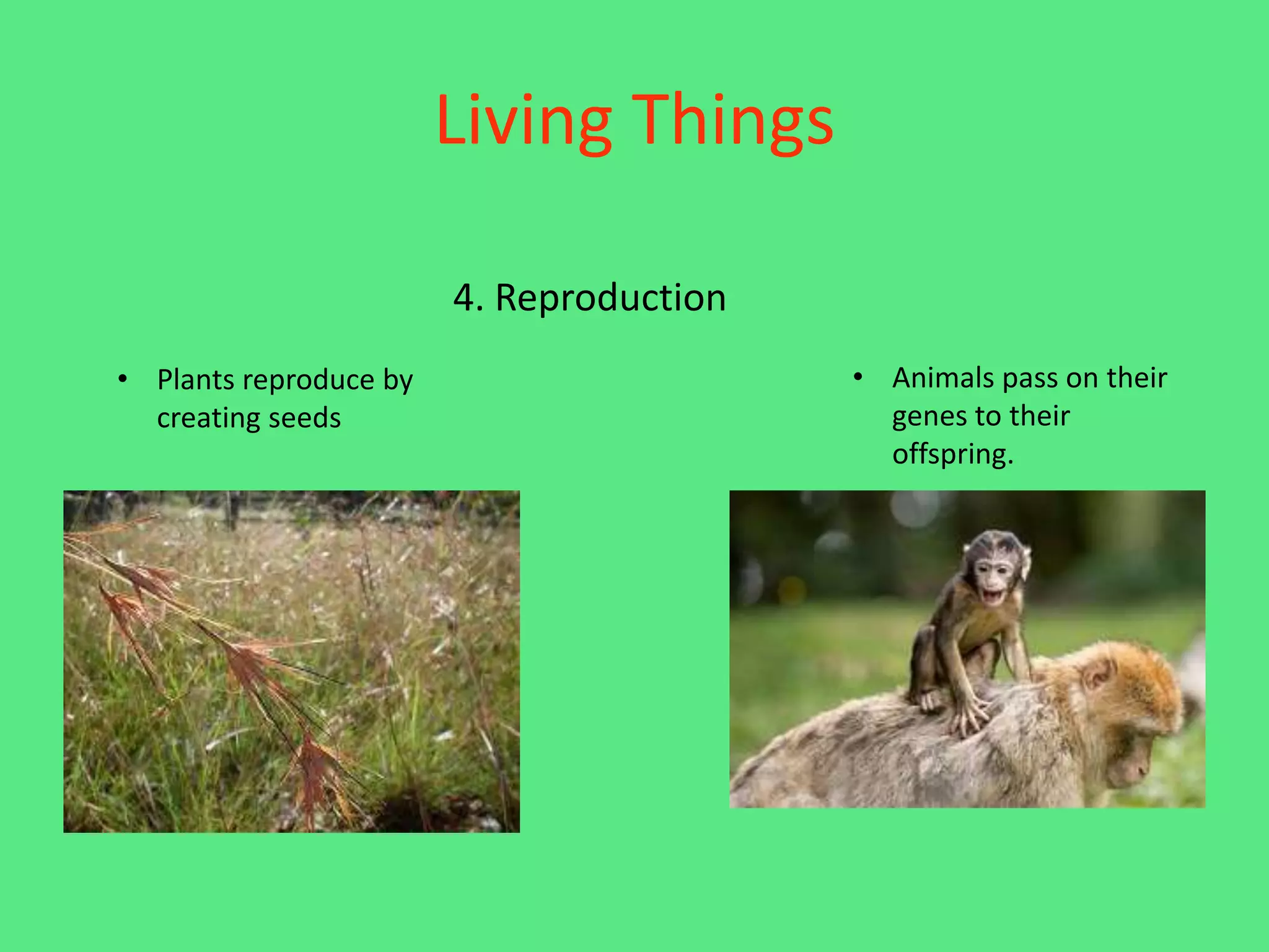 Living things powerpoint | PPTX
