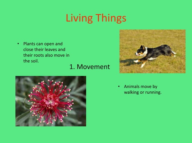 Living things powerpoint | PPTX