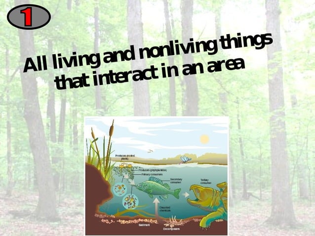 Living Things & The Environment | PPT | Biological Sciences | Science