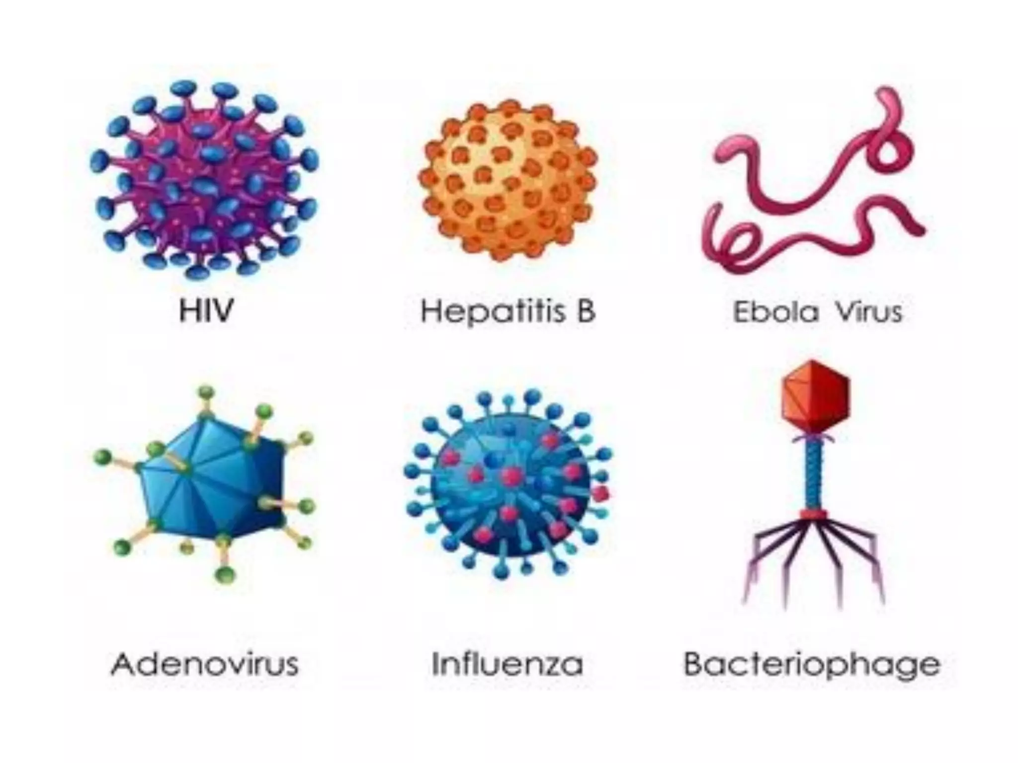 Living world and classification of microbes pdf. | PDF