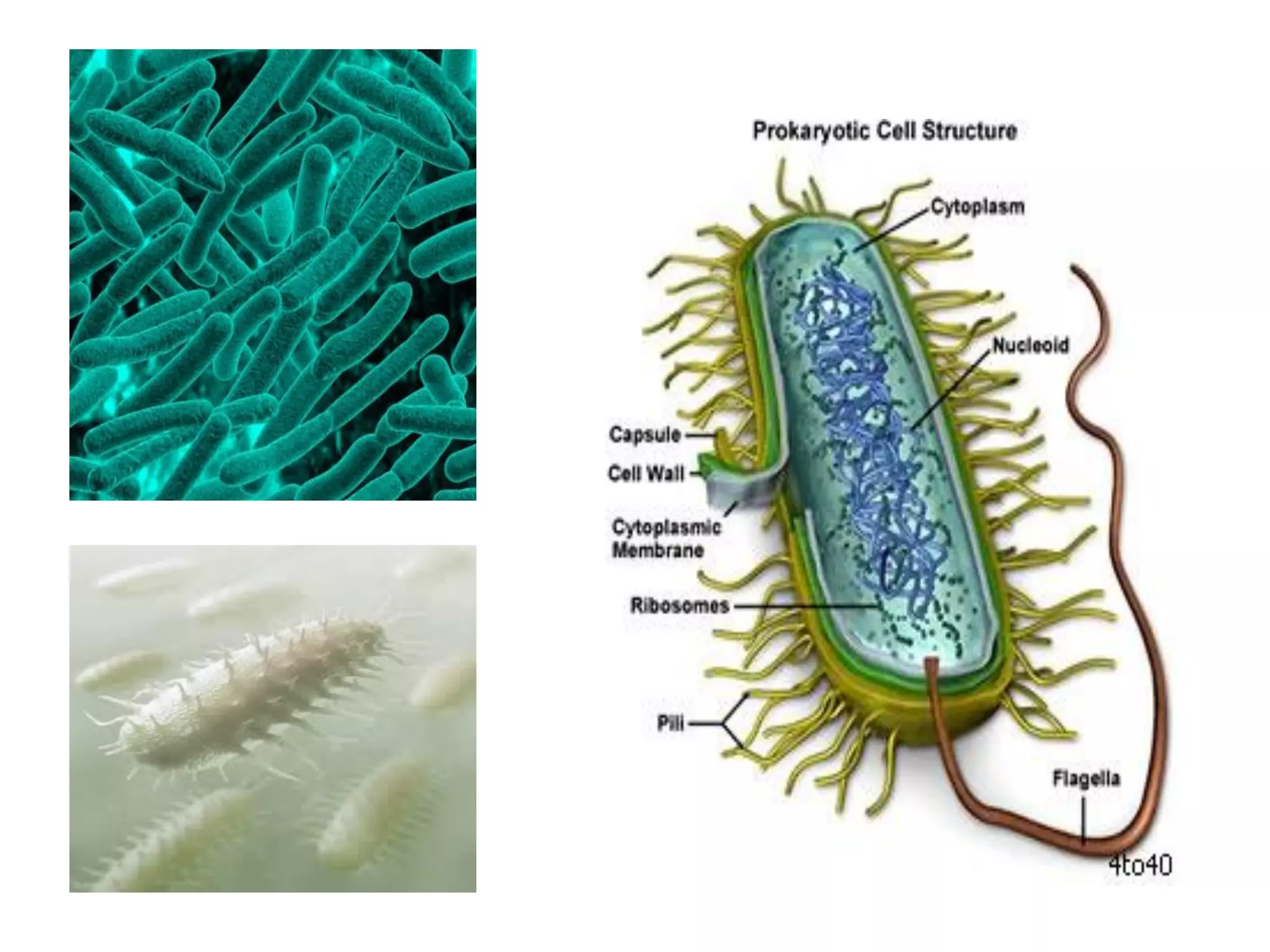 Living world and classification of microbes pdf. | PDF