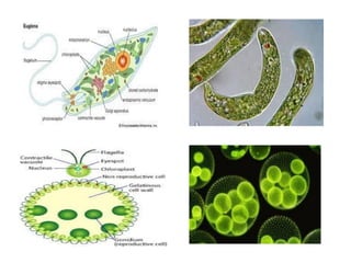 Living world and classification of microbes pdf. | PDF