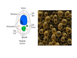 Living world and classification of microbes pdf. | PDF