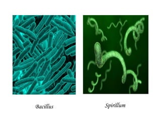 Living world and classification of microbes pdf. | PDF