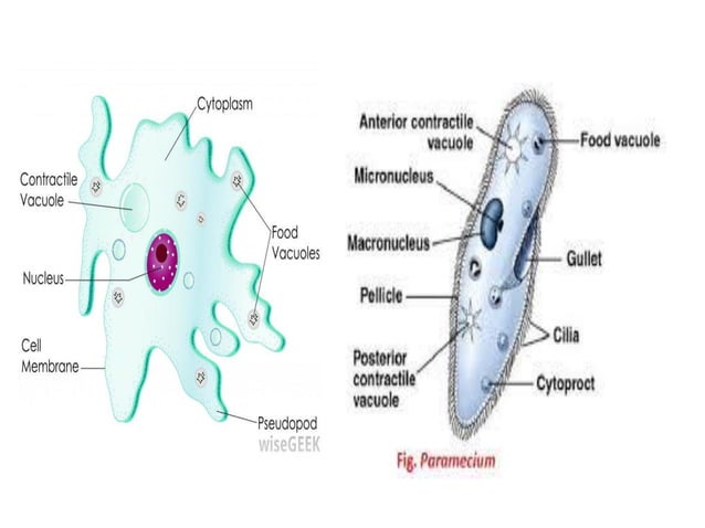 Living world and classification of microbes pdf. | PDF