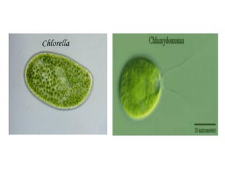 Living world and classification of microbes pdf. | PDF