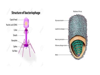 Living world and classification of microbes pdf. | PDF