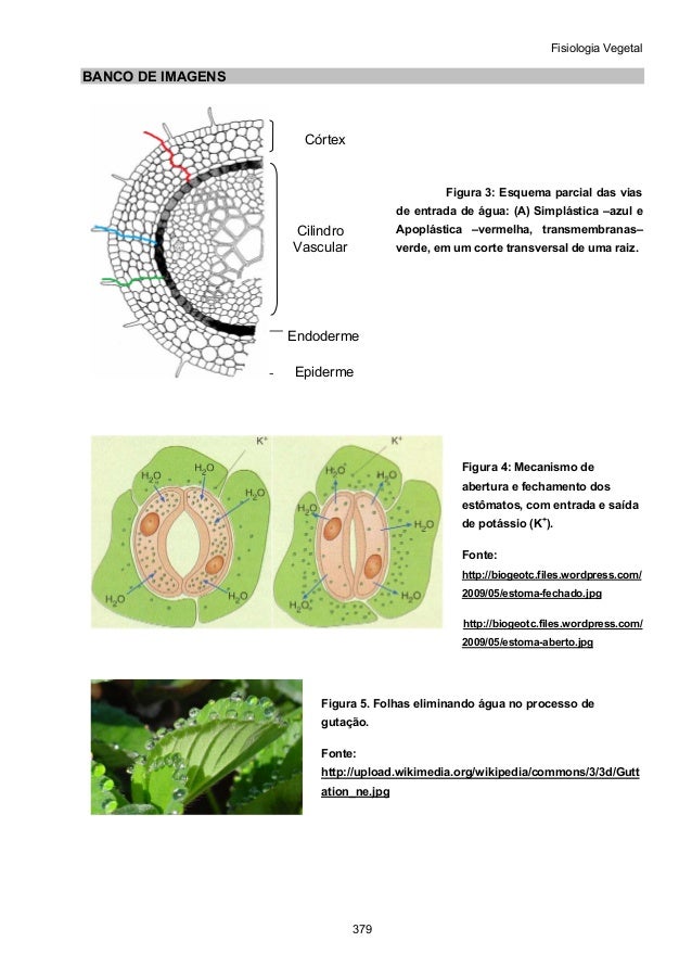 Fisiologia Vegetal