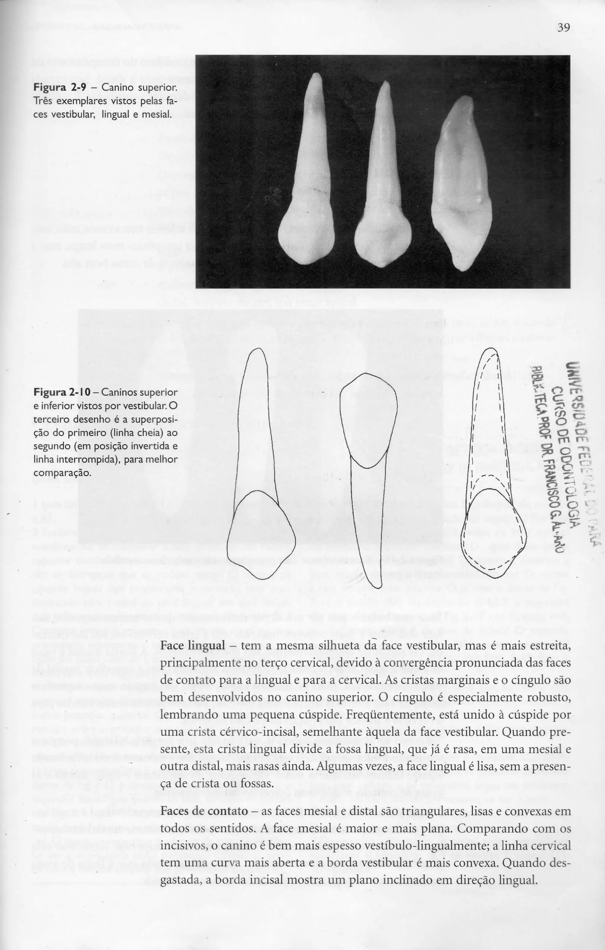 Livro: Anatomia do dente | PDF | Dental Health | Diseases and Conditions