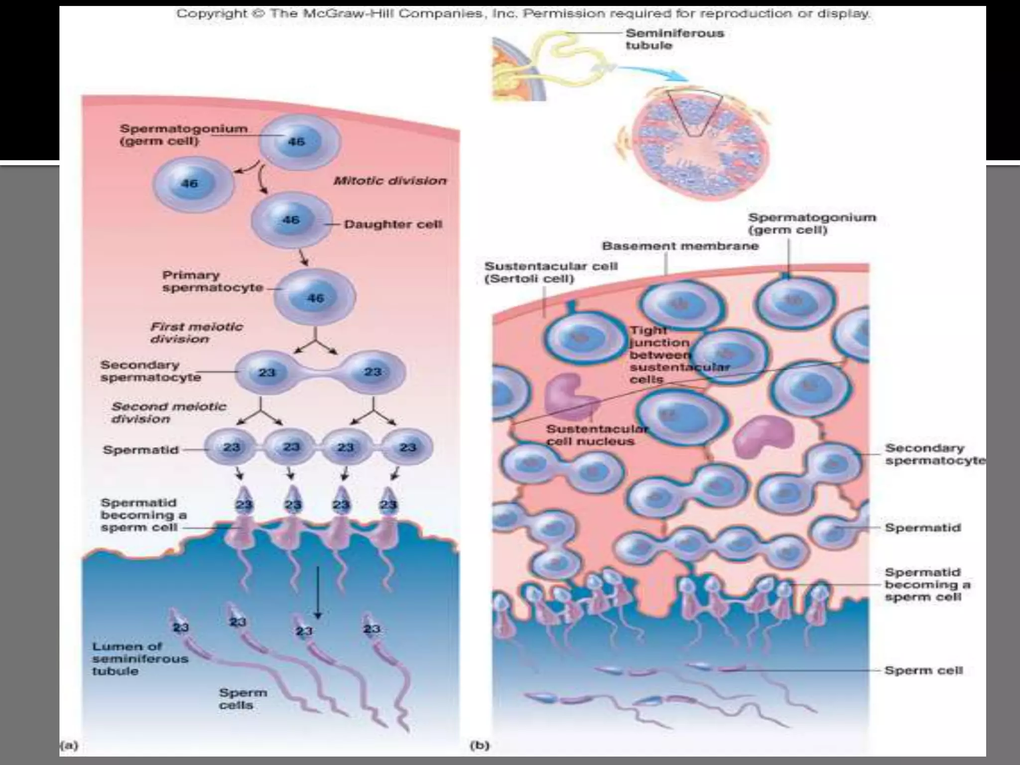 Spermatogenesis | PPTX