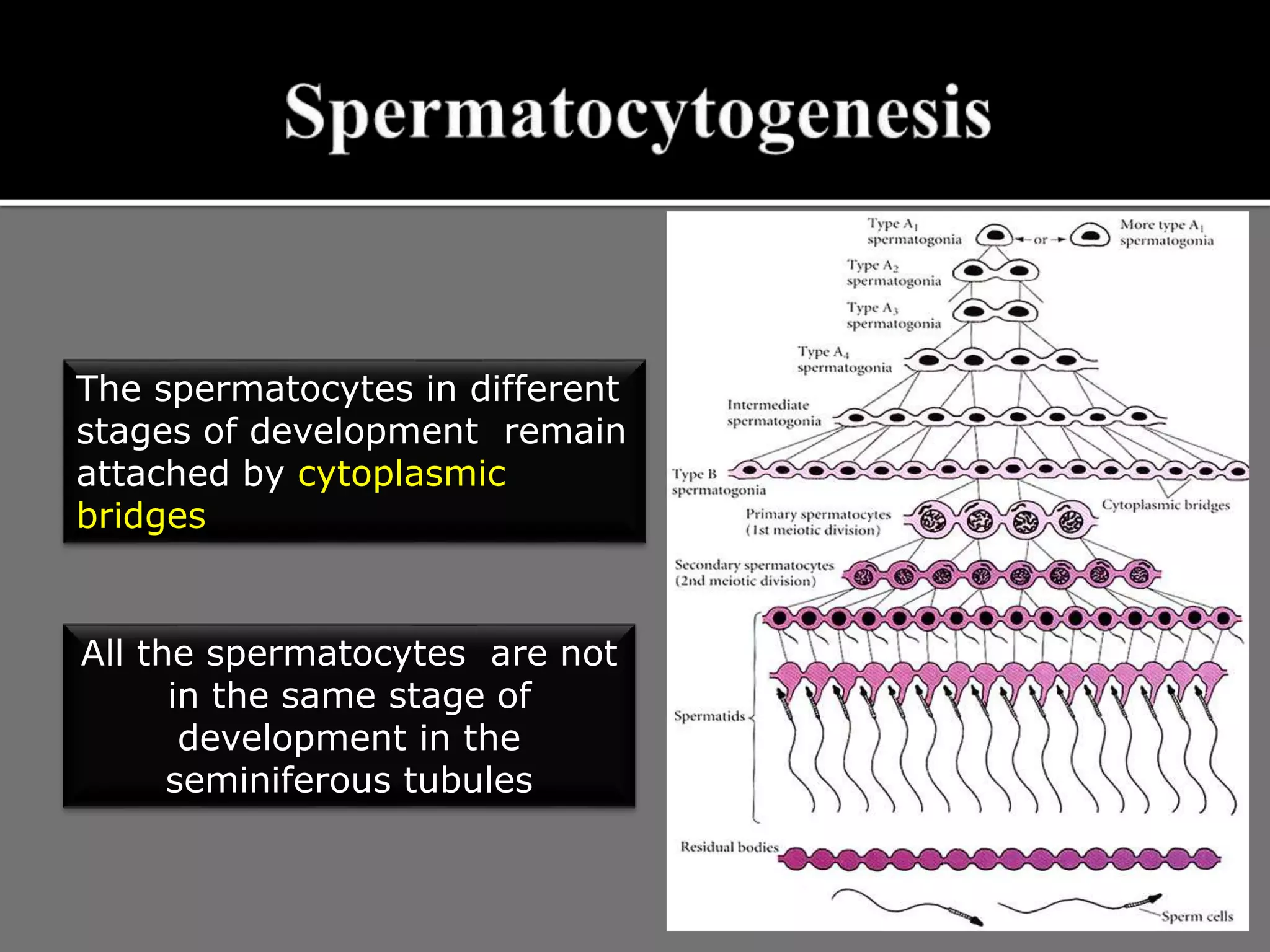 Spermatogenesis | PPTX