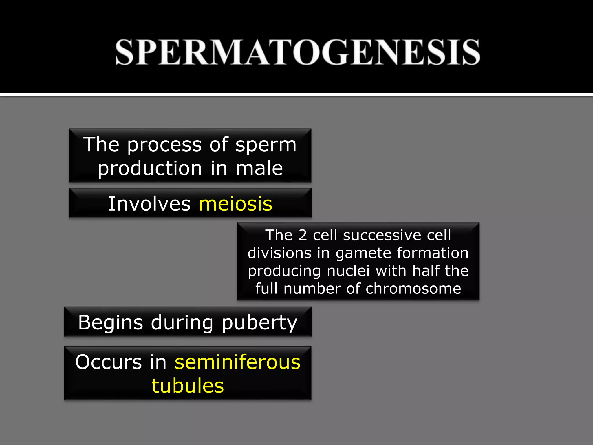 Spermatogenesis | PPTX