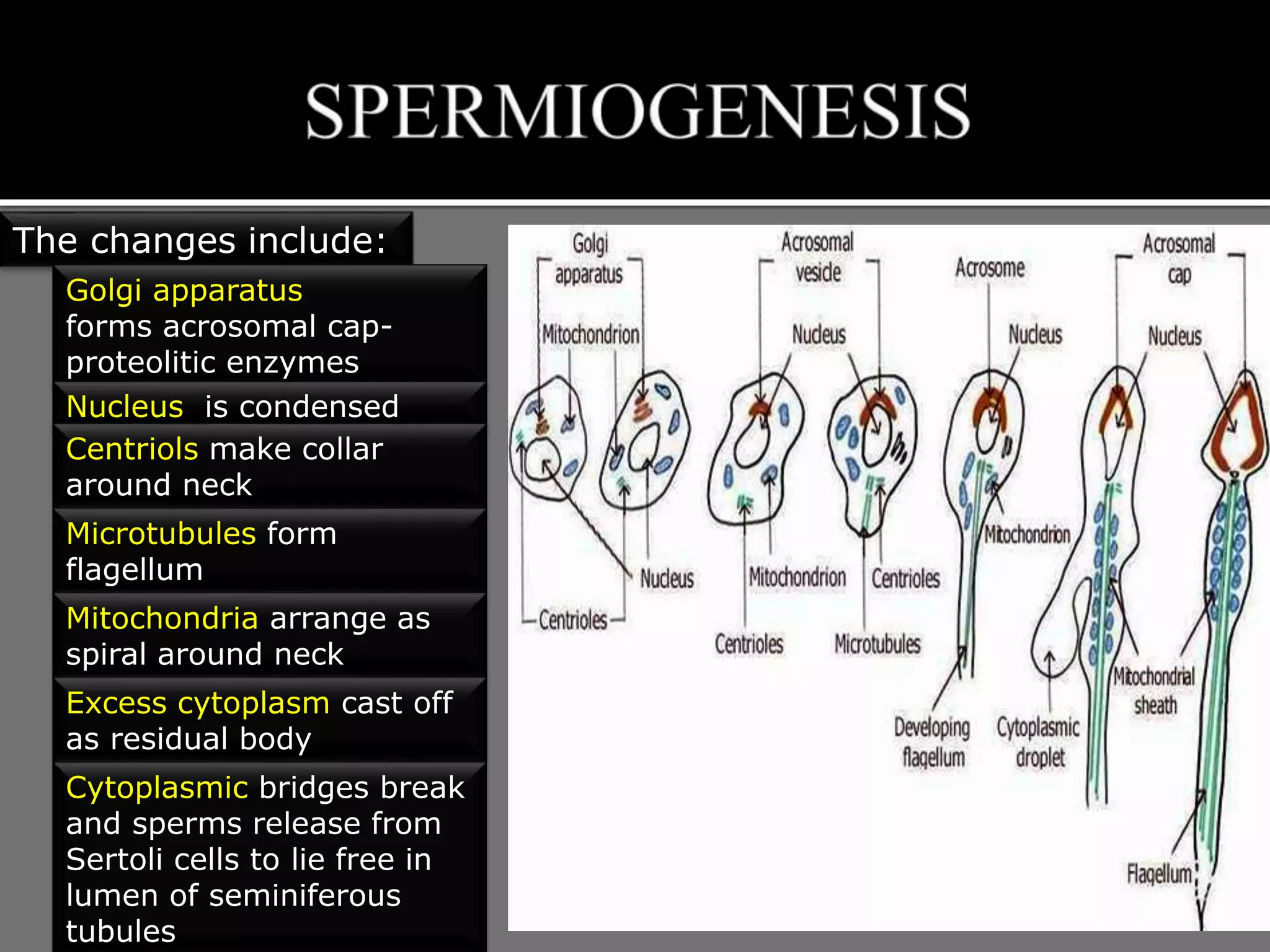 Spermatogenesis | PPTX