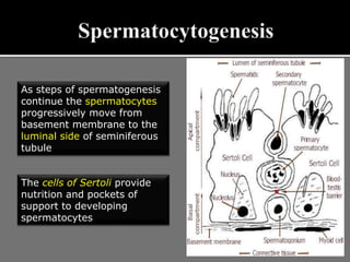 Spermatogenesis | PPTX