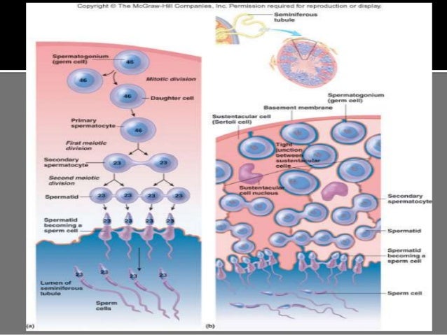 Spermatogenesis Steps