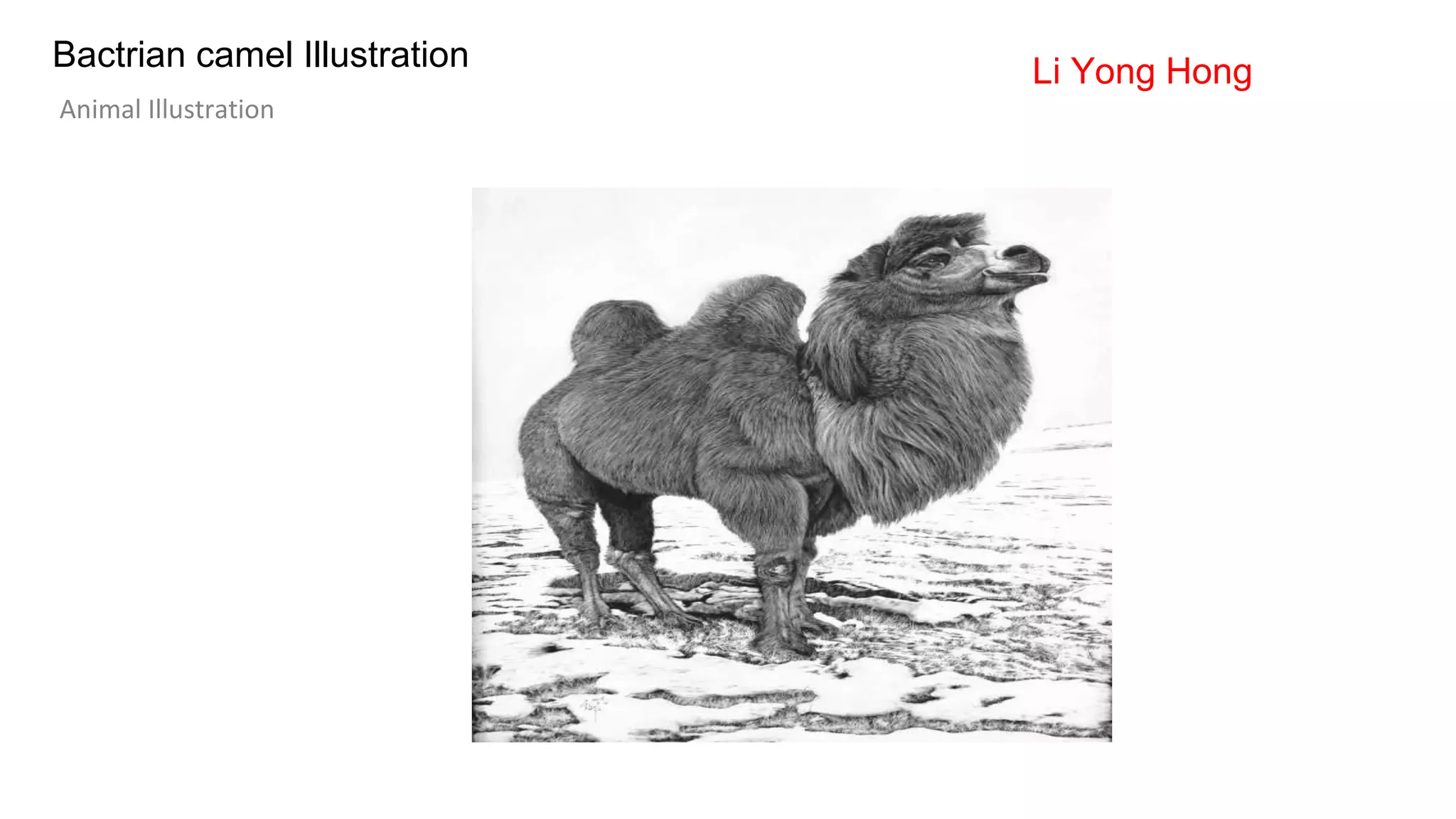 Li yong hong animal and black & white illustrator | PDF