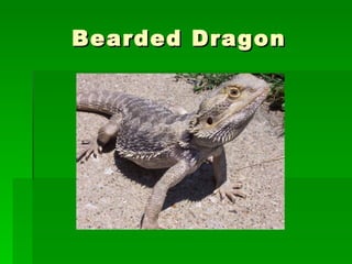 Lizards | PPT