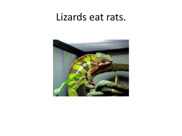 Lizards | PPTX