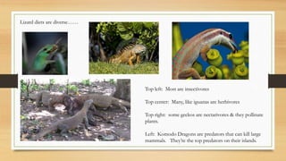 Lizard Notes | PPTX