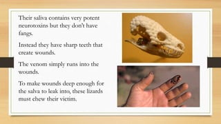 Lizard Notes | PPTX