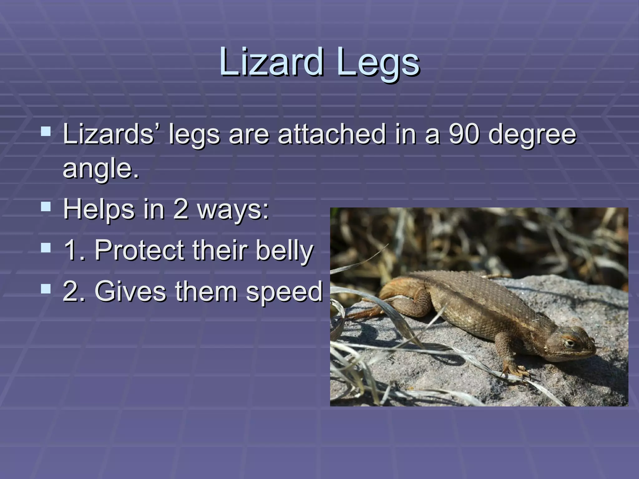 Lizards notes | PPT