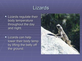Lizards notes | PPT