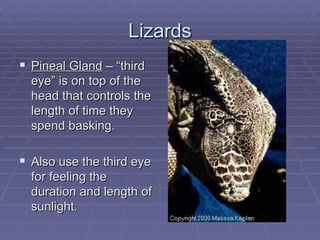 Lizards notes | PPT
