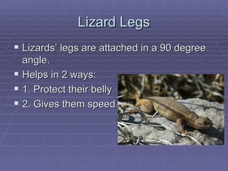 Lizards notes | PPT