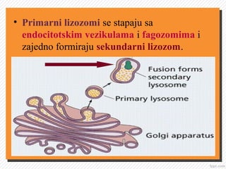 Lizozomi, vakuola, mitohondrije | PPT