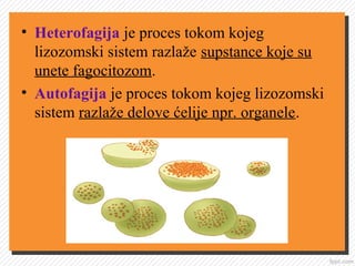 Lizozomi, vakuola, mitohondrije | PPT