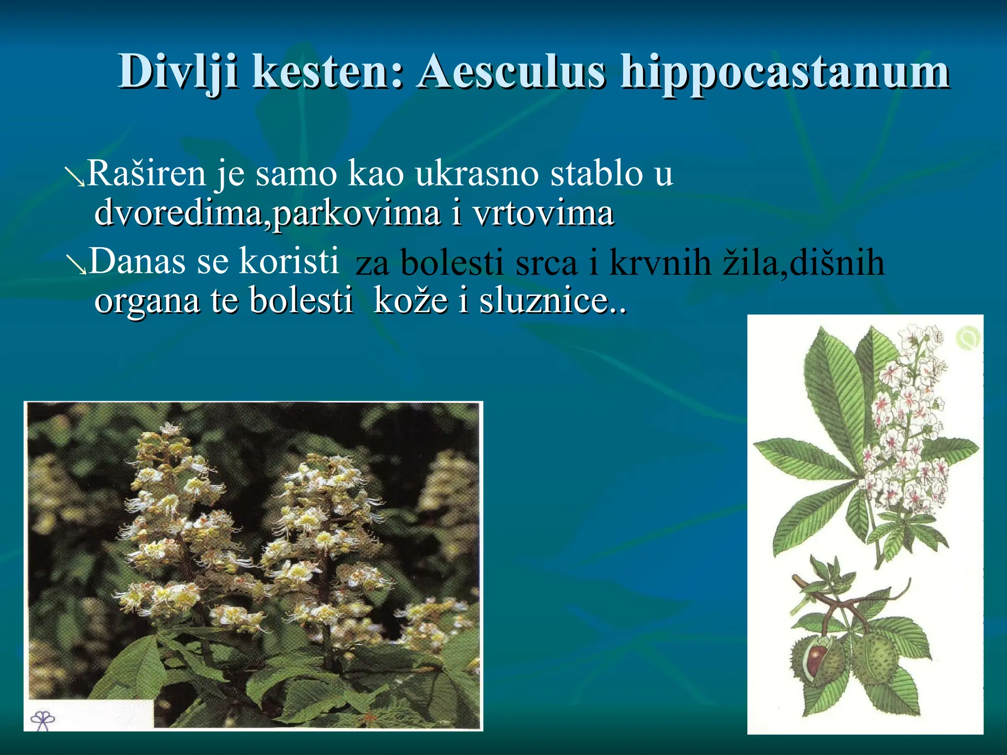 ljekovito bilje-.pptx